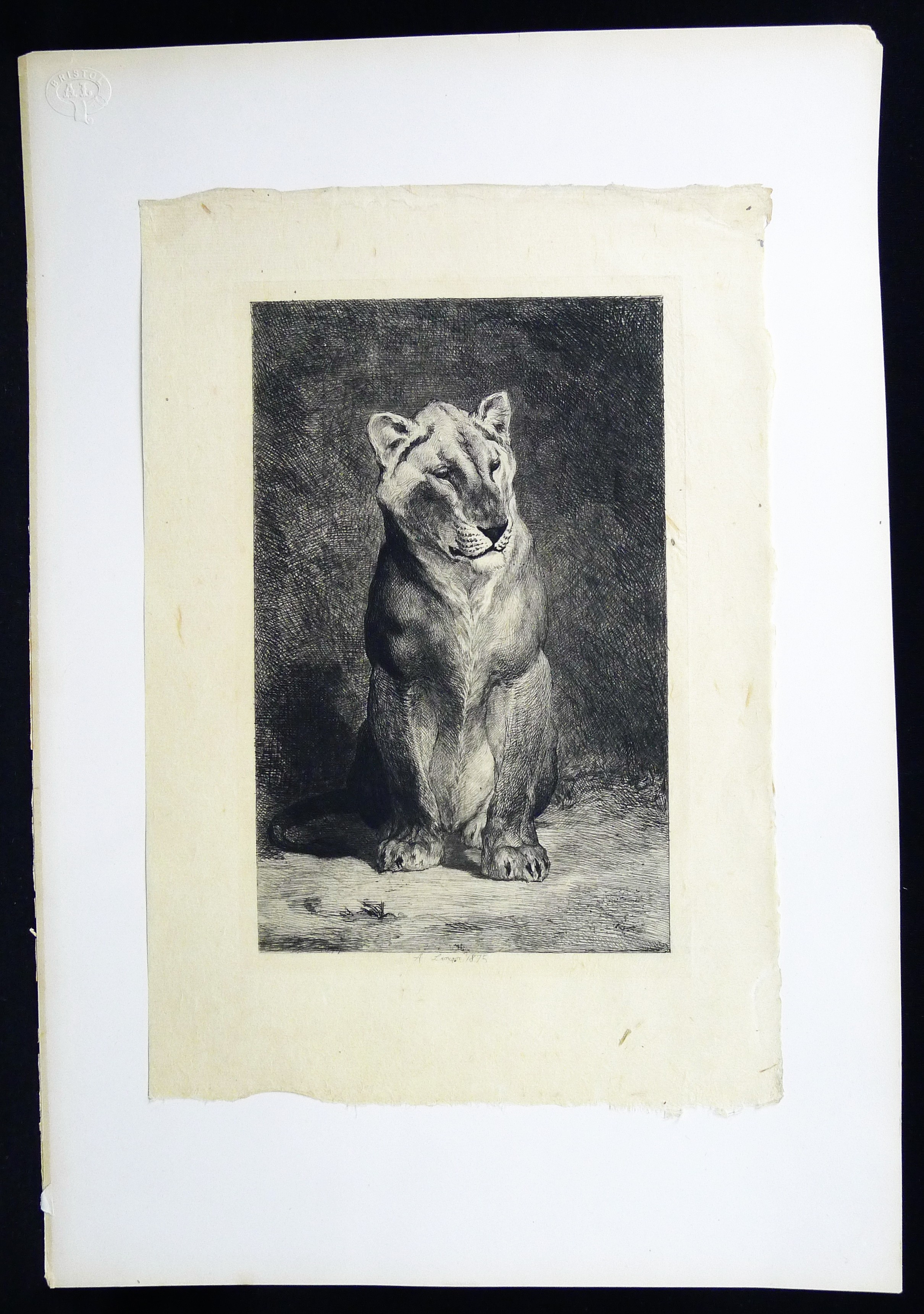 Auguste André LANÇON (1836-1887), LION ASSIS, EAU-FORTE.